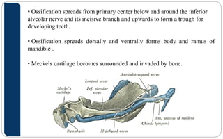 Embryology In Orthodontics | PDF