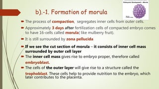 Embryology 1, first week of dev. | PPTX | Infertility | Reproductive Health