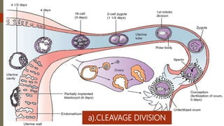 Embryology 1, first week of dev. | PPTX