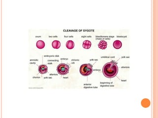 Embryology-all basic definition,Stage wise development of fetus ...