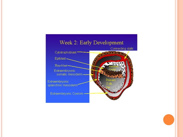 Embryology-all basic definition,Stage wise development of fetus,development of Zygote stage ...