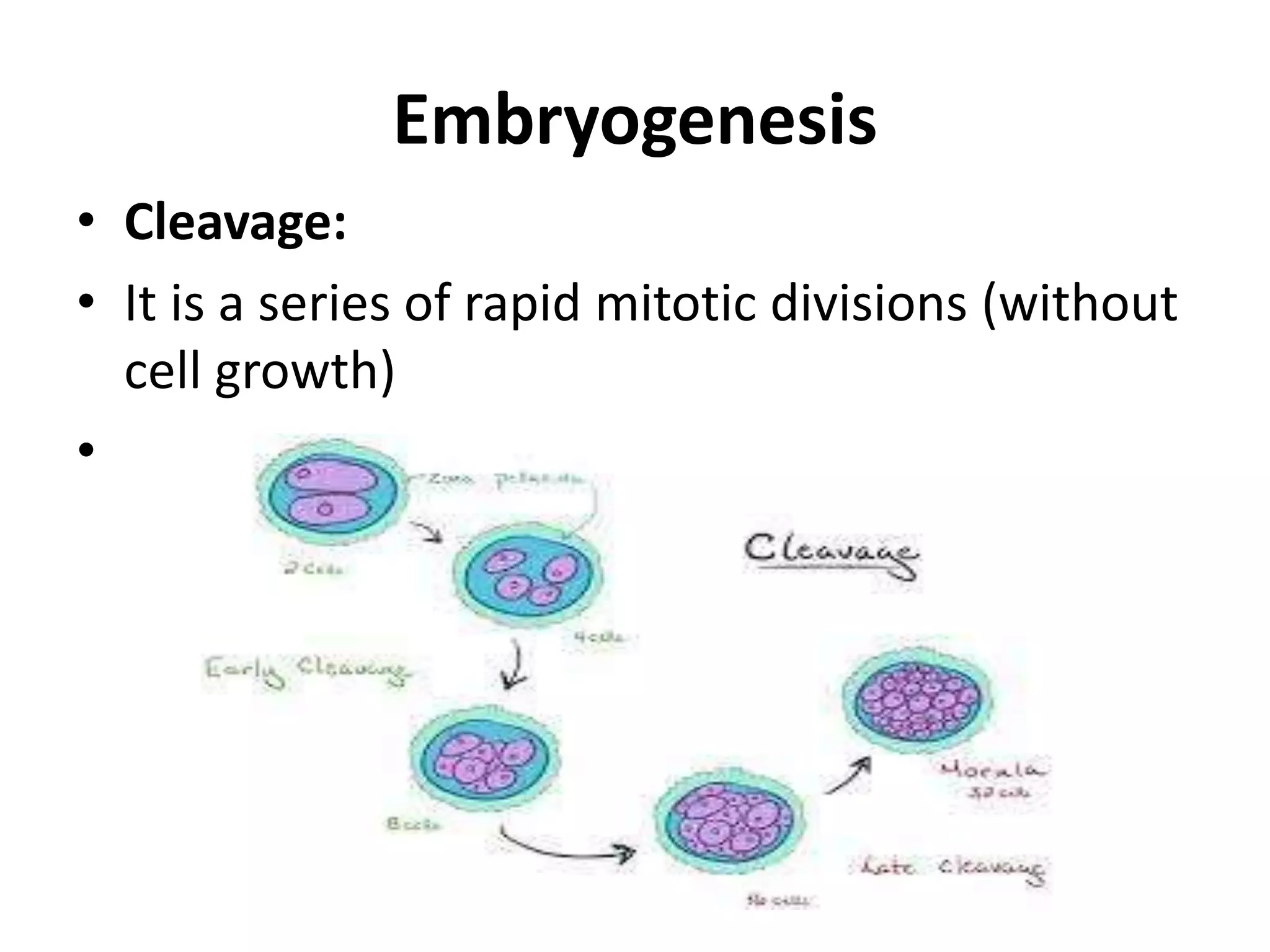 EMBRYOLOGY.pptx