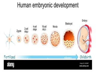EMBRYOLOGY.pptx