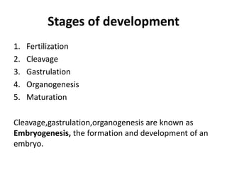 EMBRYOLOGY.pptx | Infertility | Reproductive Health