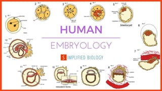 EMBRYOLOGY.pptx