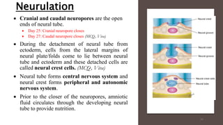 EMBRYOLOGY.pptx