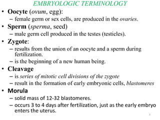 embryology.pptx