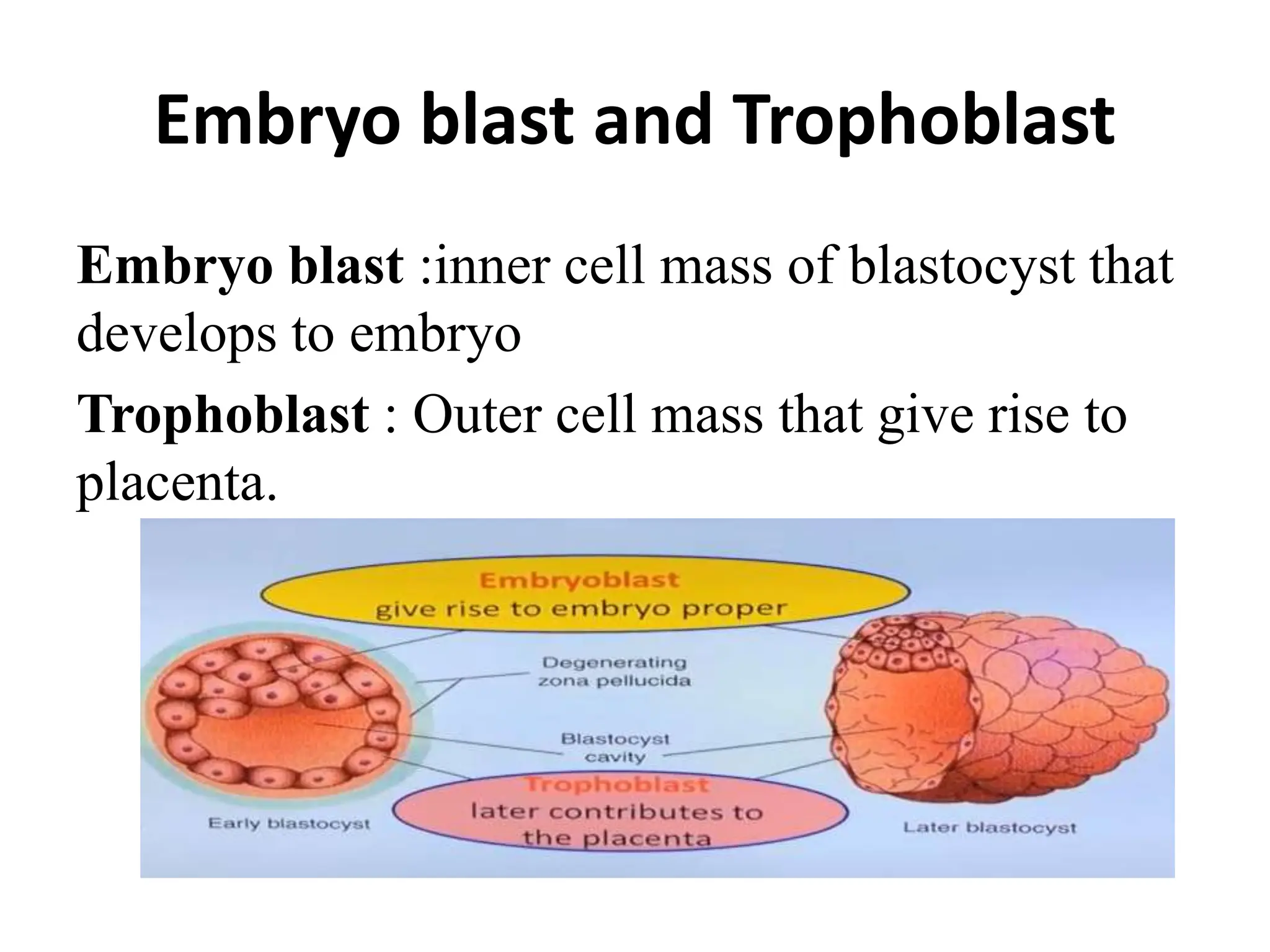 Embryology.pptx