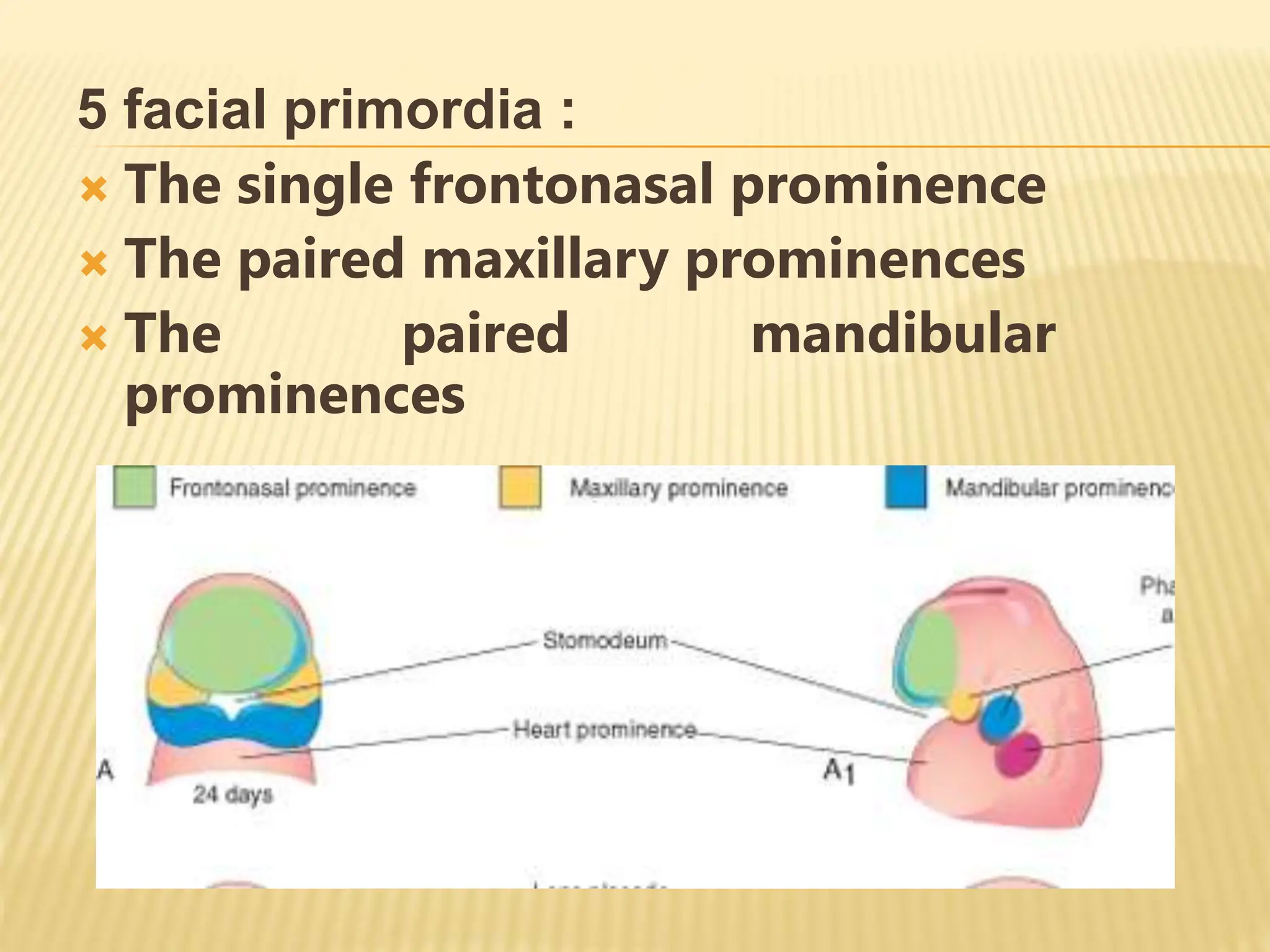 Basic Embryology for 1st BDS students.pptx