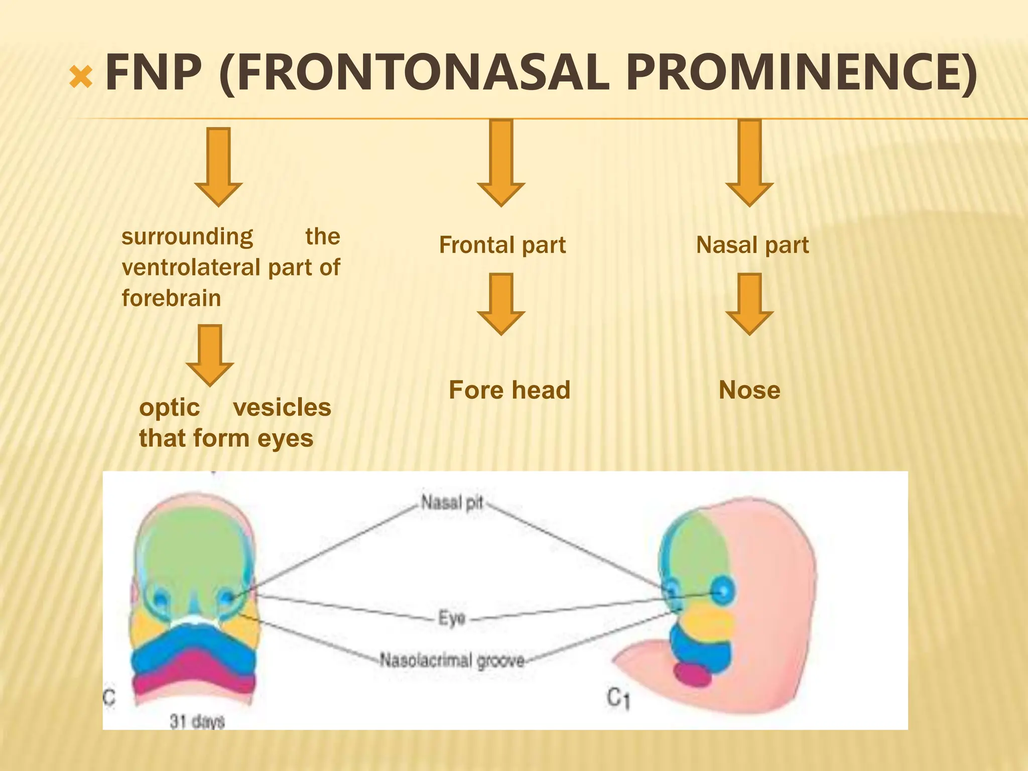 Basic Embryology for 1st BDS students.pptx