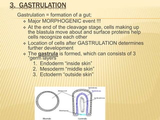 Basic Embryology for 1st BDS students.pptx
