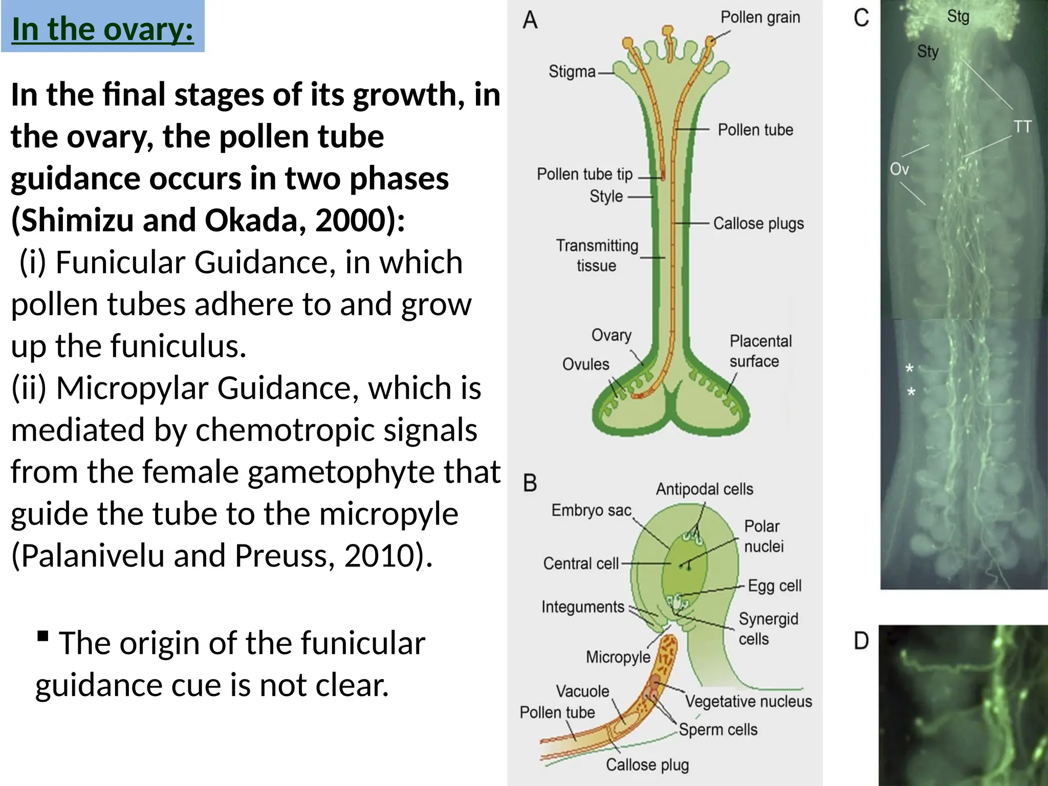 embryology, pollen pistil intraction , pollen germination | PPTX