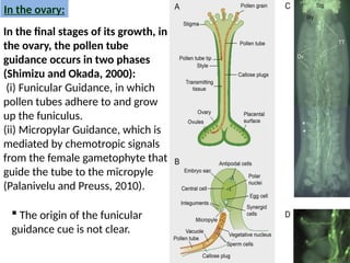 embryology, pollen pistil intraction , pollen germination | PPTX