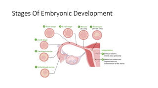 Presentation on embryology(development of fetus) | PPT