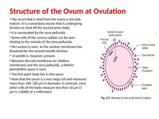 Embryology up to 9 months explained well | PPTX