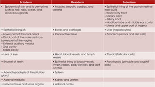 A PPT ON EMBRYOLOGY OF THE HEAD AND NECK.pptx