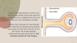 EMBRYOLOGY OF RETINA AND CHOROID . ...... | PPT