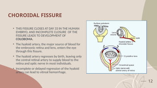 EMBRYOLOGY OF RETINA AND CHOROID . ...... | PPT