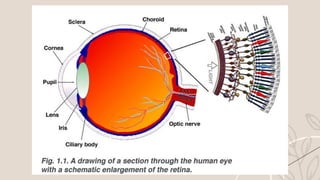 EMBRYOLOGY OF RETINA AND CHOROID . ...... | PPT