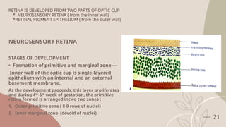 EMBRYOLOGY OF RETINA AND CHOROID . ...... | PPT