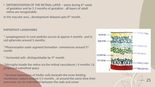 EMBRYOLOGY OF RETINA AND CHOROID . ...... | PPT