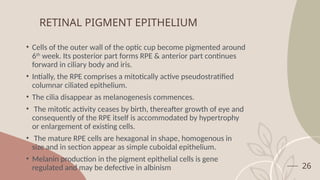 EMBRYOLOGY OF RETINA AND CHOROID . ...... | PPT