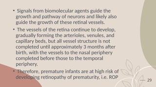 EMBRYOLOGY OF RETINA AND CHOROID . ...... | PPT
