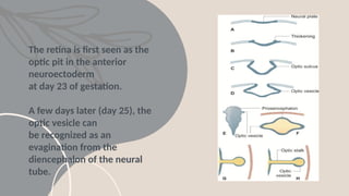 EMBRYOLOGY OF RETINA AND CHOROID . ...... | PPTX