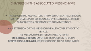 EMBRYOLOGY OF RETINA AND CHOROID . ...... | PPTX