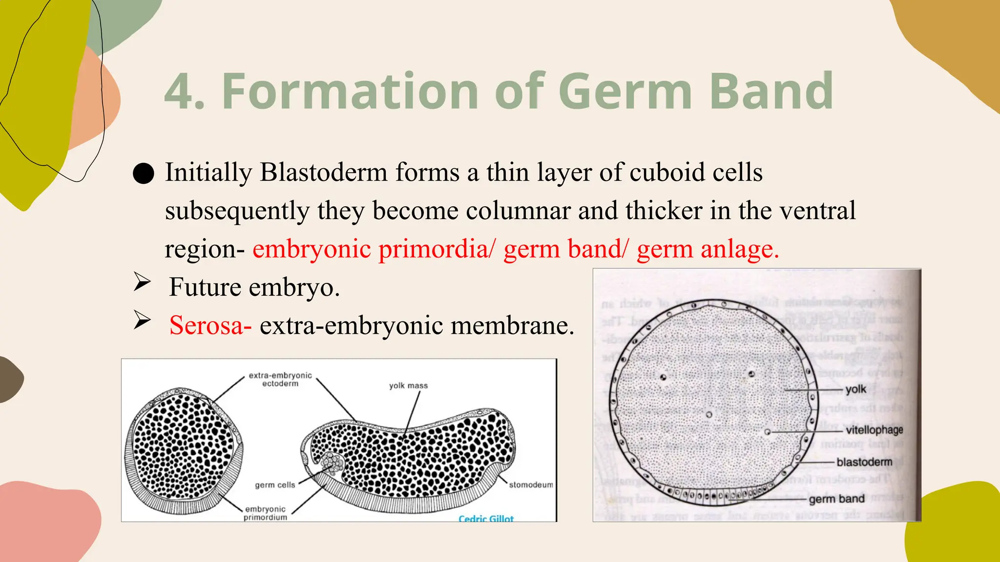 Insect Embryology (Pre and Post embryonic development) | PPTX