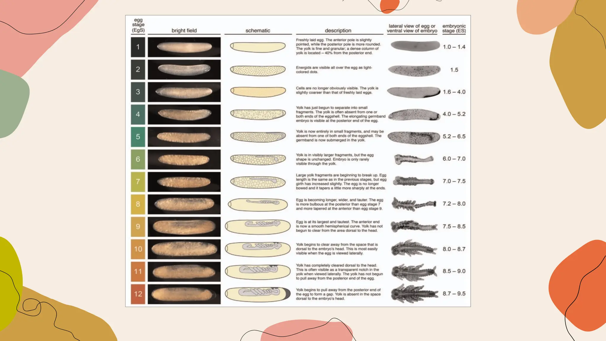 Insect Embryology (Pre and Post embryonic development) | PPTX