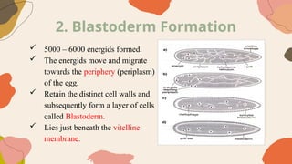 Insect Embryology (Pre and Post embryonic development) | PPTX