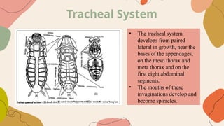 Insect Embryology (Pre and Post embryonic development) | PPTX