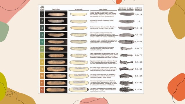 Insect Embryology (Pre and Post embryonic development) | PPT