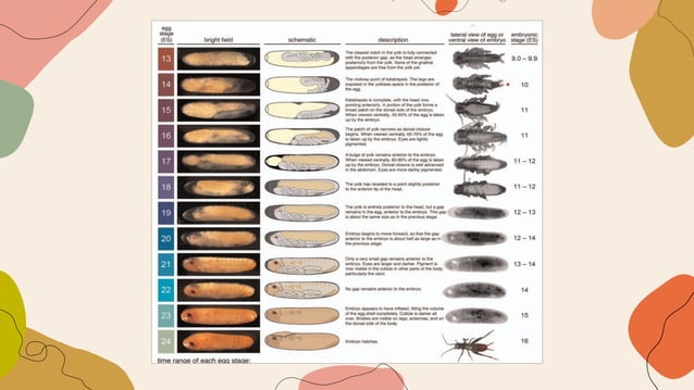Insect Embryology (Pre and Post embryonic development) | PPT