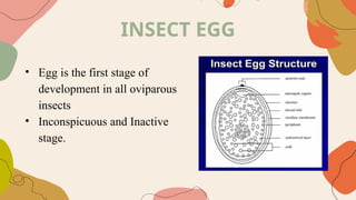 Insect Embryology (Pre and Post embryonic development) | PPTX