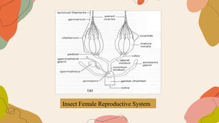 Insect Embryology (Pre and Post embryonic development) | PPTX