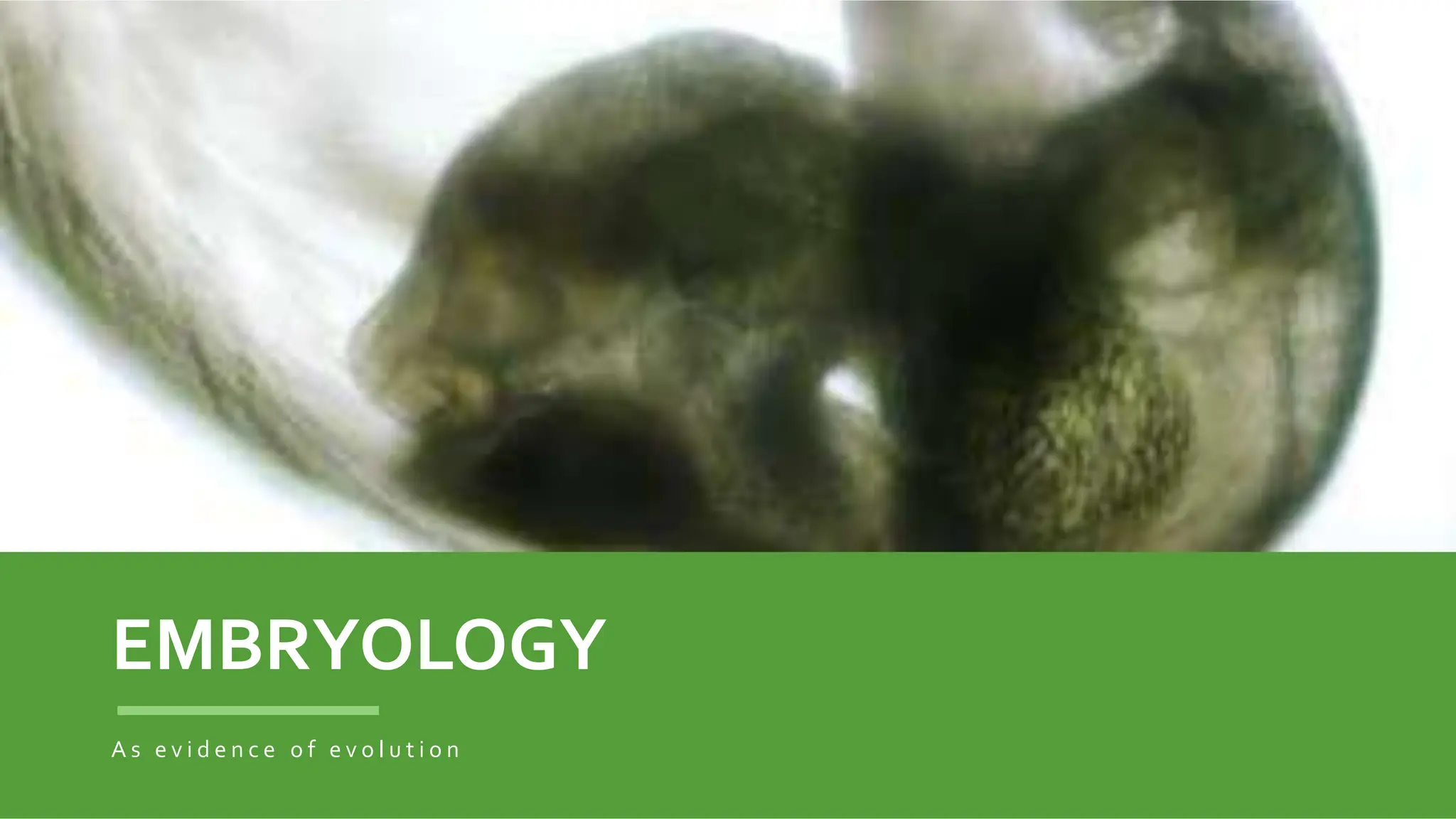 EMBRYOLOGY-bio-1.Evidence of evolution.pptx