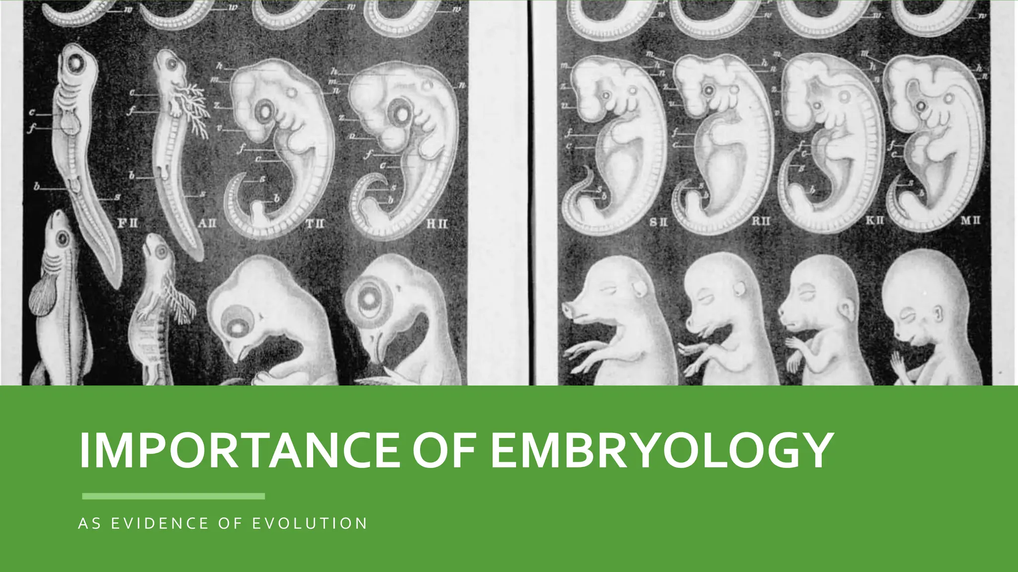 EMBRYOLOGY-bio-1.Evidence of evolution.pptx