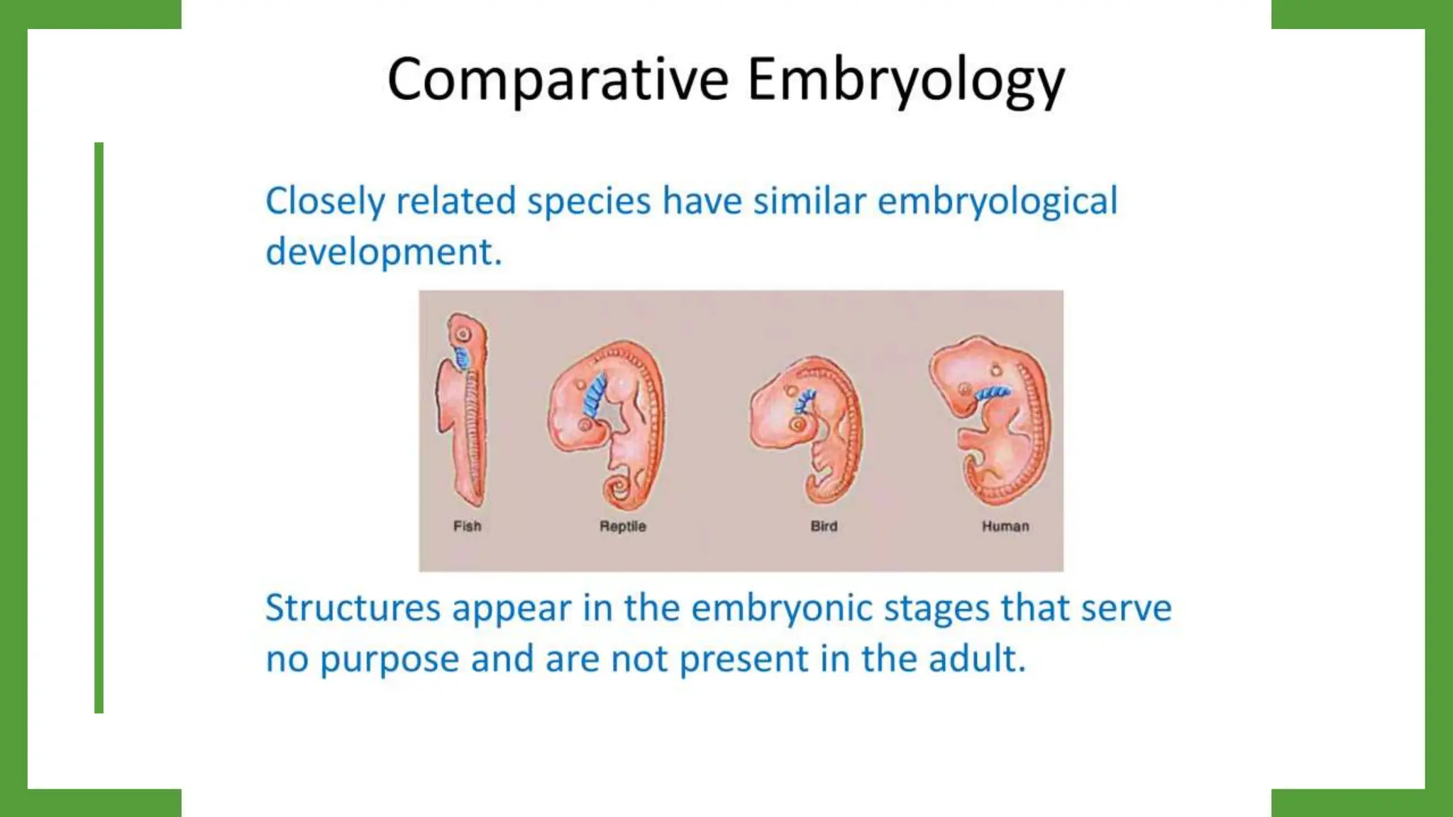 EMBRYOLOGY-bio-1.Evidence of evolution.pptx