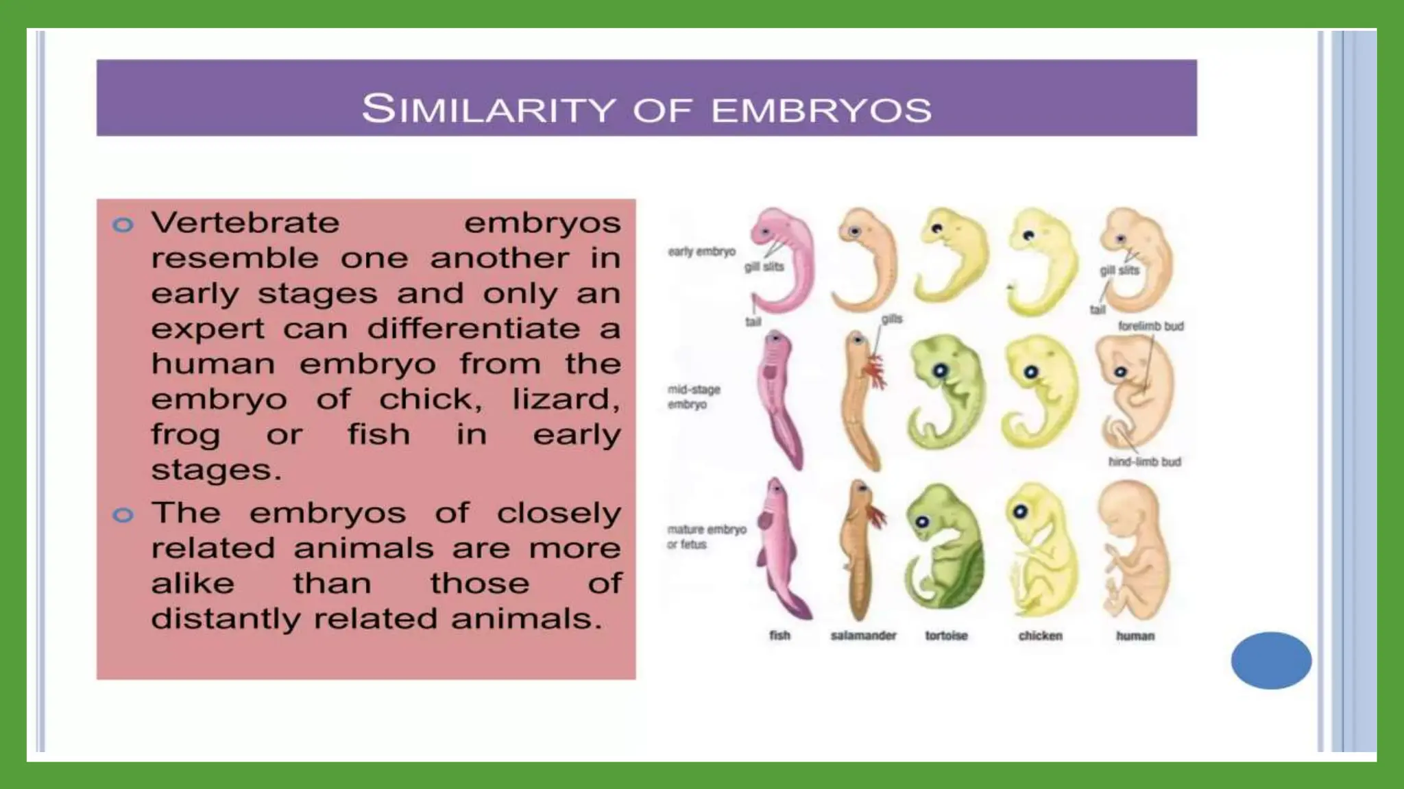 EMBRYOLOGY-bio-1.Evidence of evolution.pptx