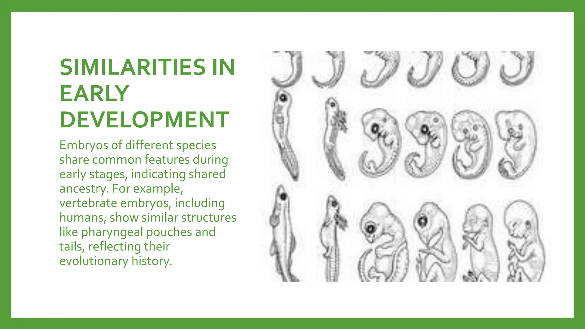 EMBRYOLOGY-bio-1.Evidence of evolution.pptx