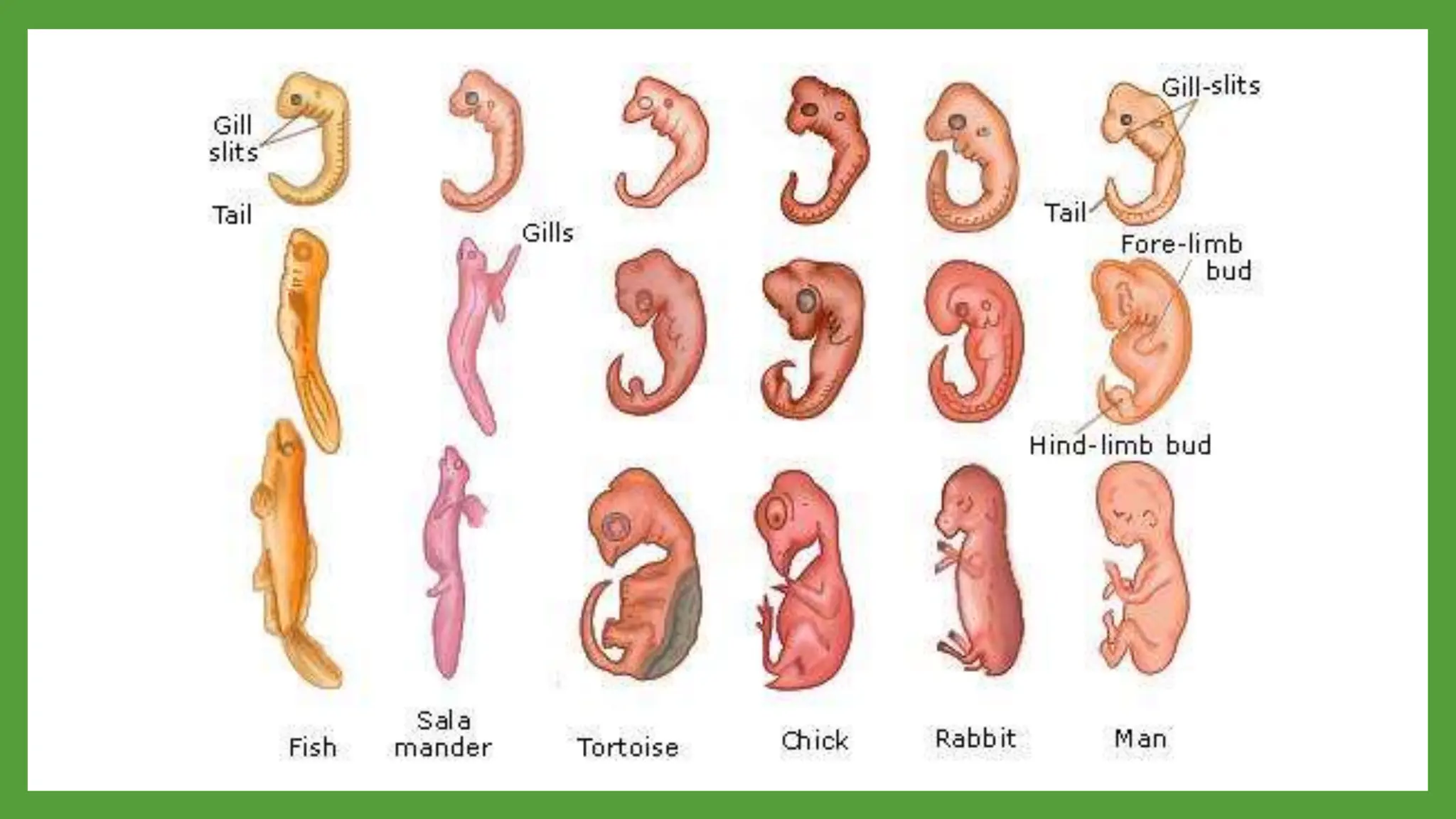 EMBRYOLOGY-bio-1.Evidence of evolution.pptx