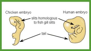 EMBRYOLOGY-bio-1.Evidence of evolution.pptx
