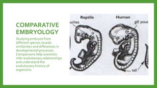 EMBRYOLOGY-bio-1.Evidence of evolution.pptx