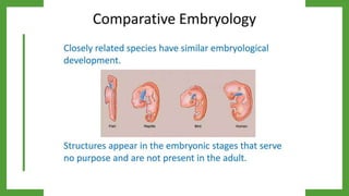 EMBRYOLOGY-bio-1.Evidence of evolution.pptx