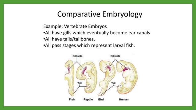 EMBRYOLOGY-bio-1.Evidence of evolution.pptx