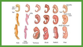 EMBRYOLOGY-bio-1.Evidence of evolution.pptx