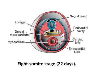Pericardial Cavity Embryo