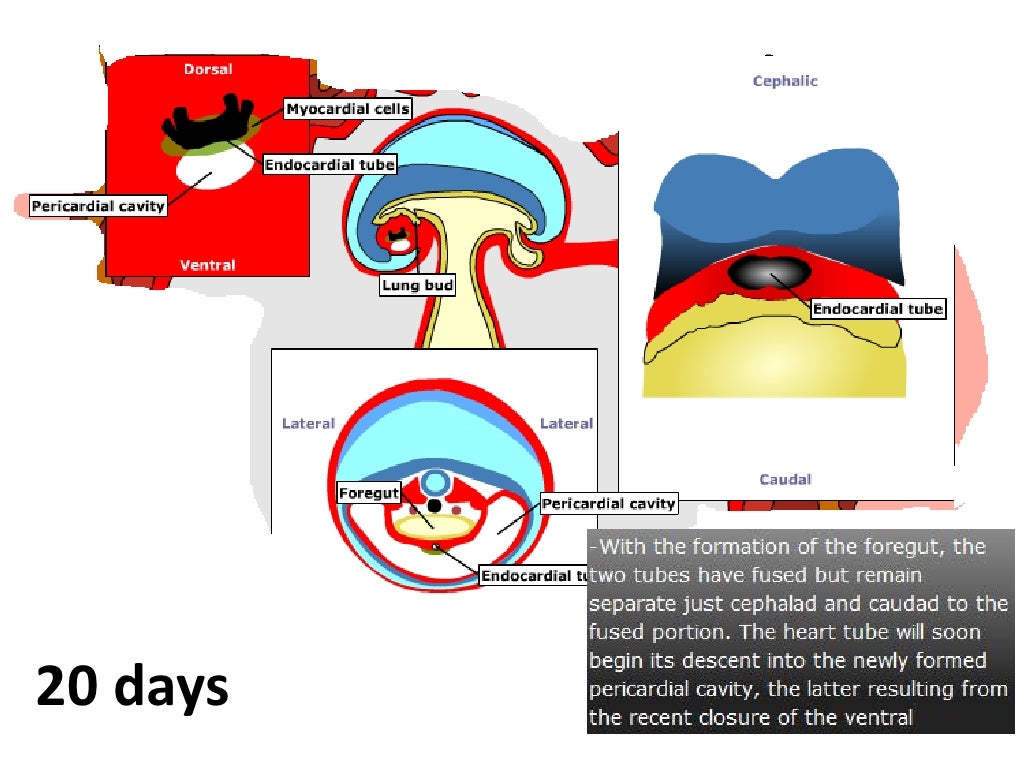 Embryology Of Heart
